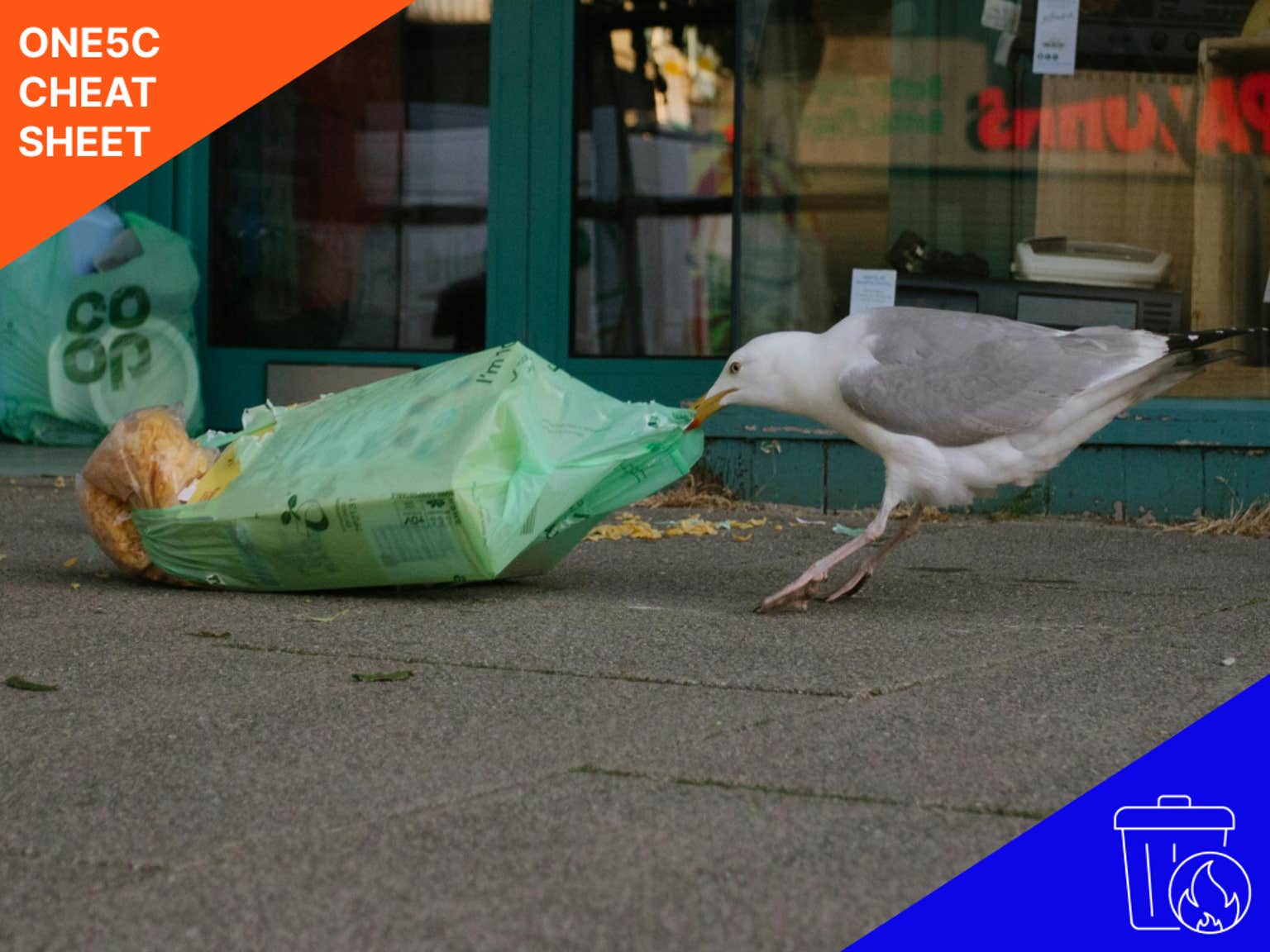 Why is plastic bad for the environment? - one5c