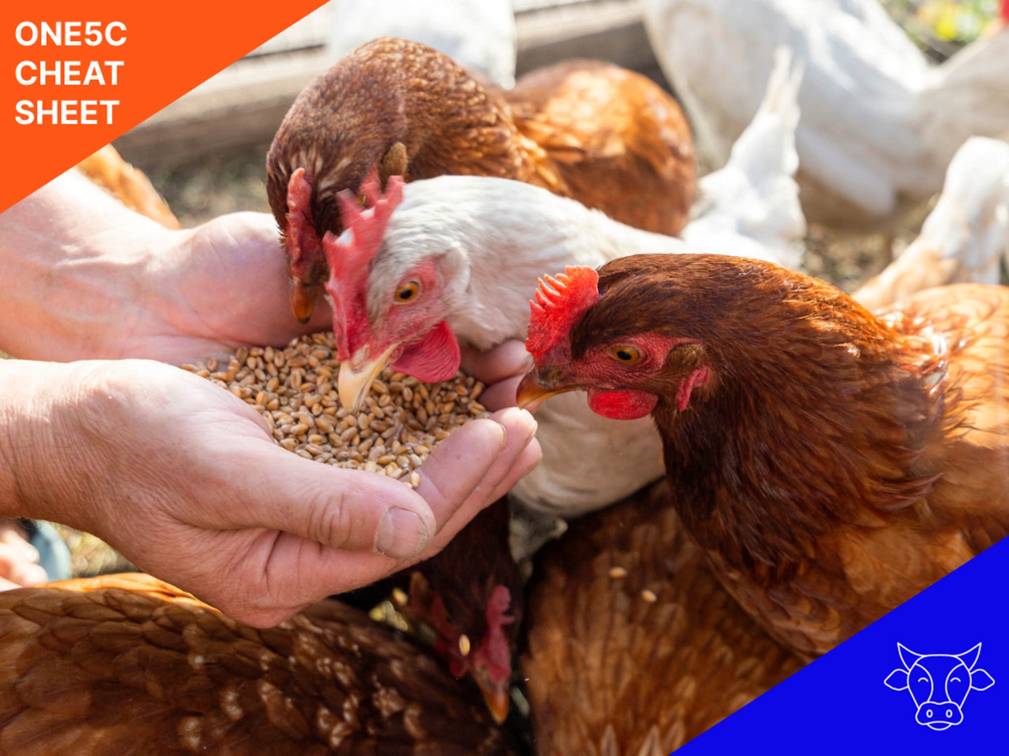 From food waste to livestock feed - one5c