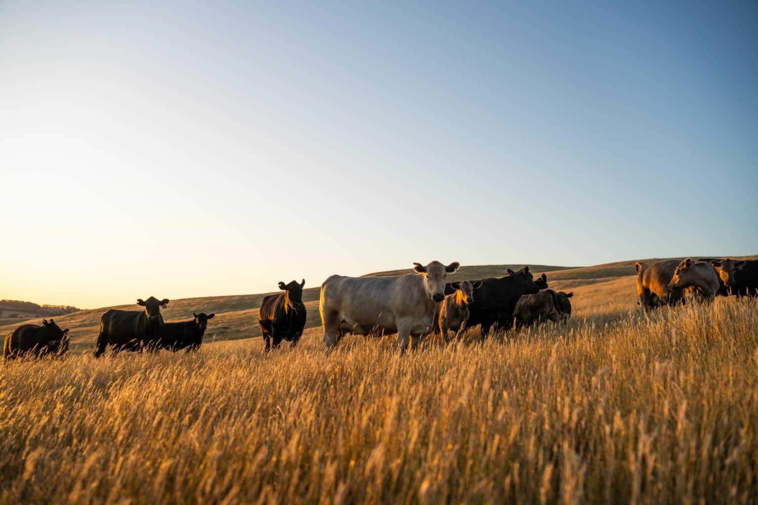 New report: Cutting meat intake in half has major climate benefits - one5c